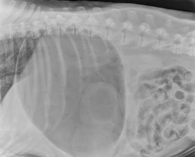 La dilatation/torsion de l'estomac - Setter Gordon
